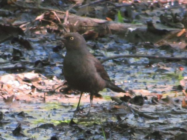 Rusty Blackbird