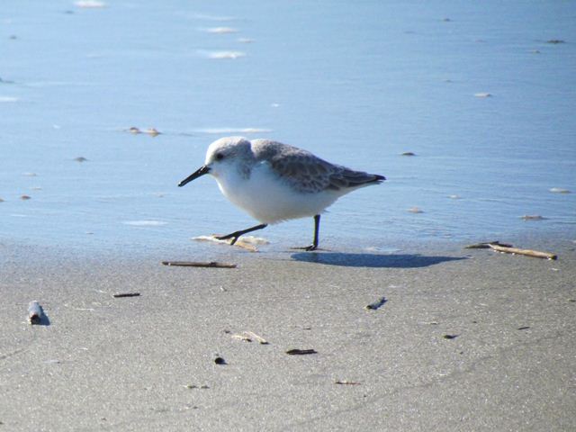 Sanderling