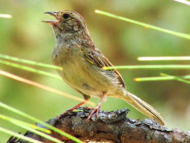 Bachman's Sparrow