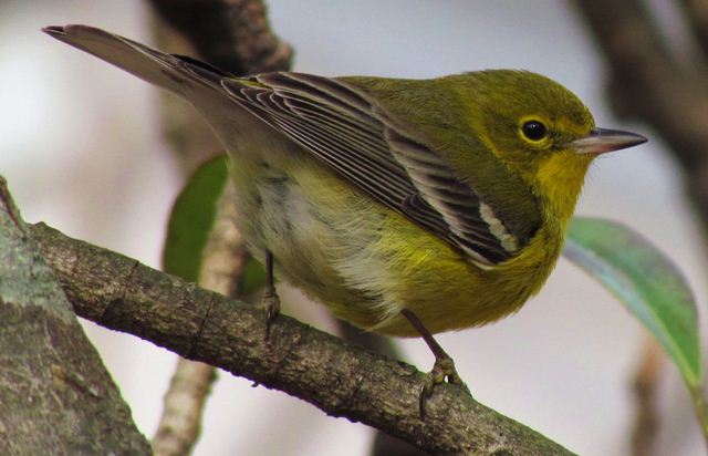Pine Warbler