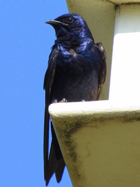 Purple Martin
