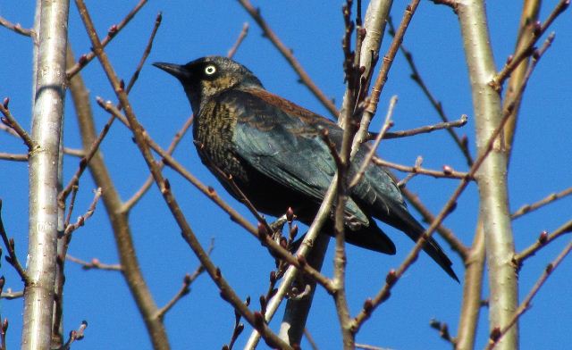 Rusty Blackbird
