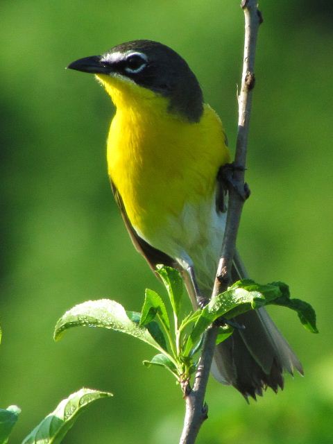 Yellow-breasted Chat