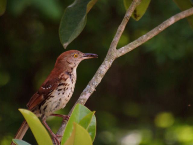 Brown Thrashers