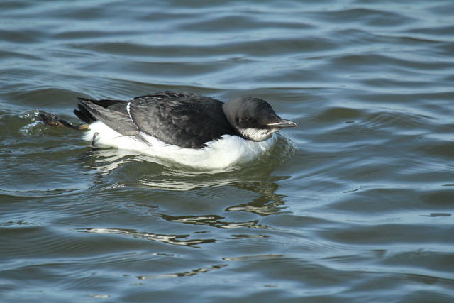 Thick-billed Murre