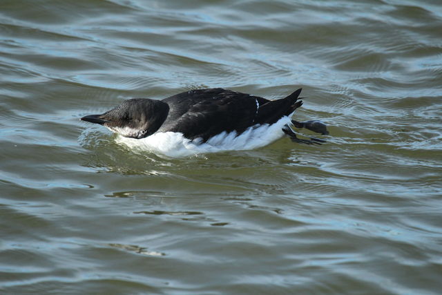 Thick-billed Murre