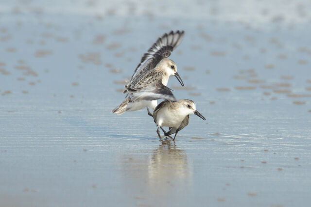 Sanderling