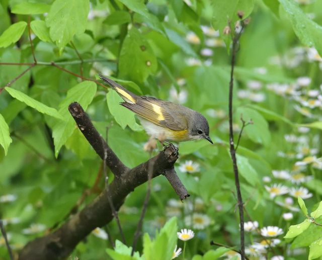 American Redstart