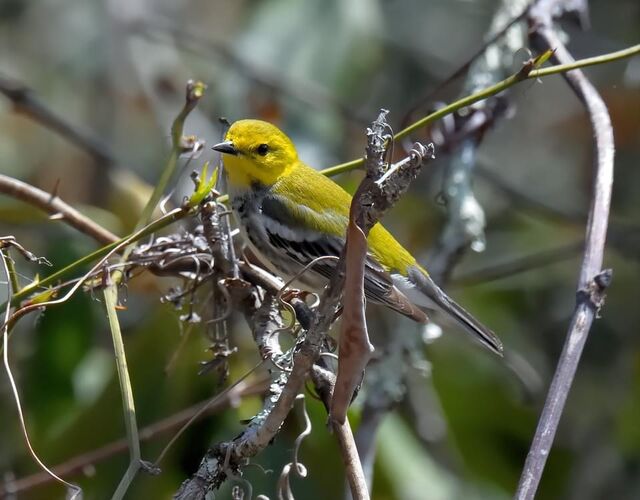 Black-throated Green Warbler