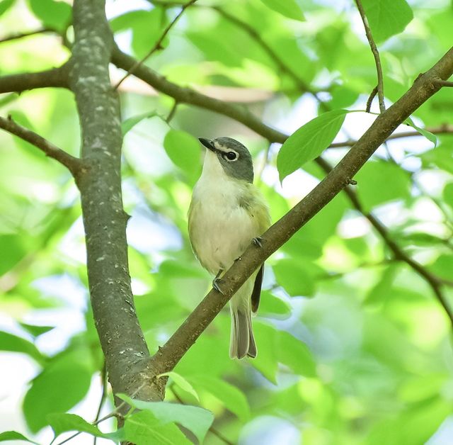 Blue-headed Vireo