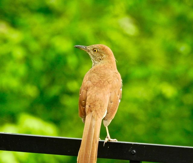 Brown Thrasher