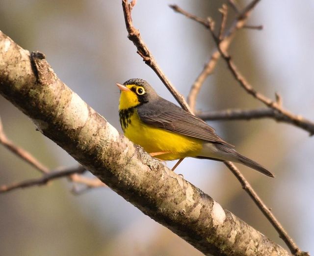 Canada Warbler