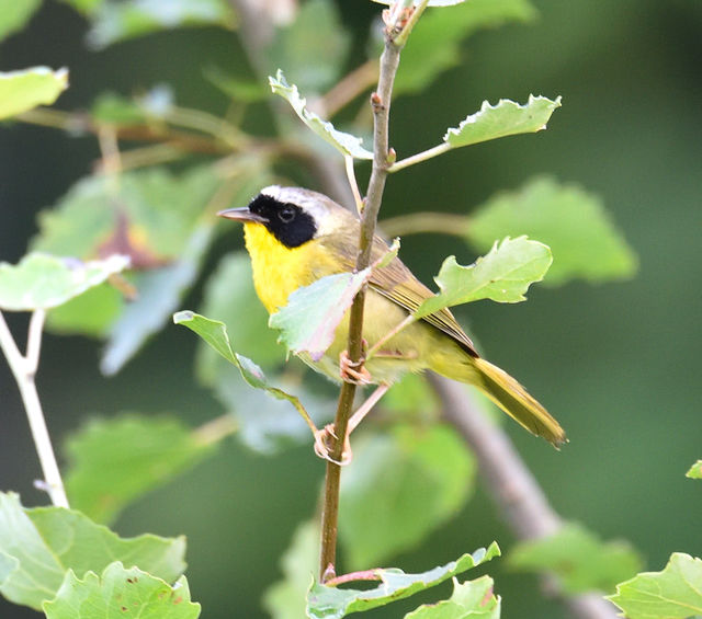 Common Yellowthroat