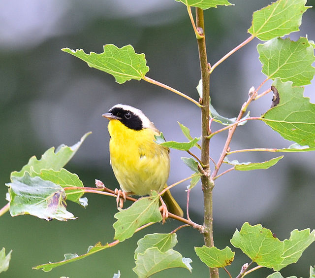 Common Yellowthroat