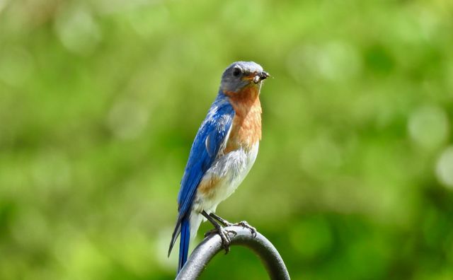 Eastern Bluebird
