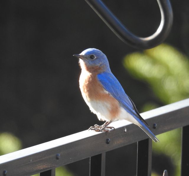 Eastern Bluebird
