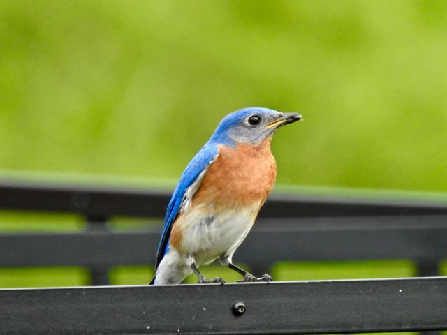 Eastern Bluebird