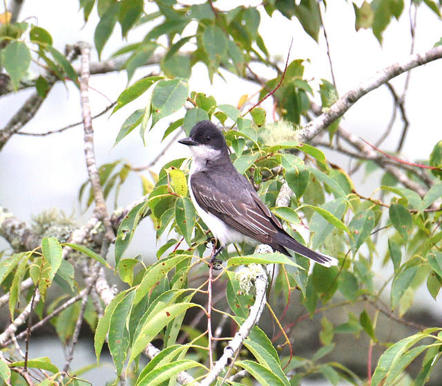 Eastern Kingbird