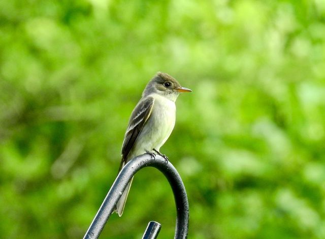 Eastern Wood-Pewee