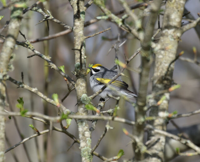 Golden-winged Warbler