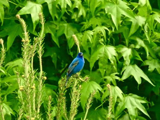 Indigo Bunting