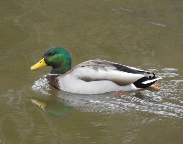 Mallard