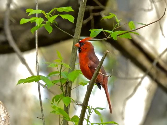 Northern Cardinal