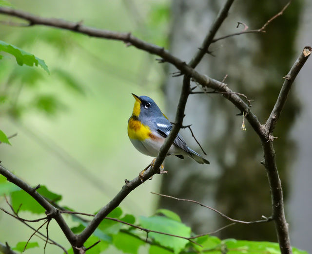 Northern Parula