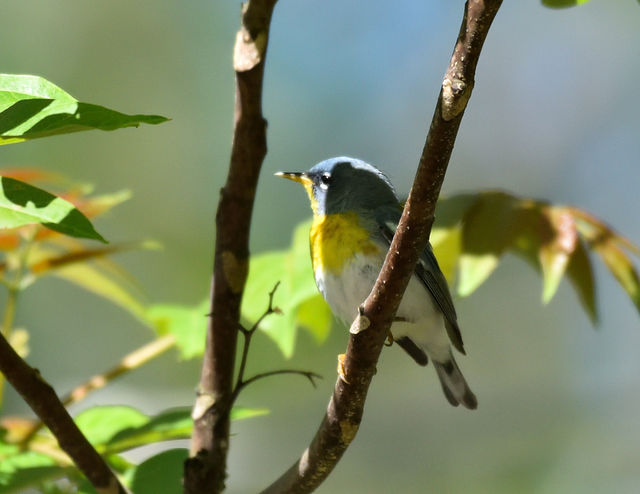 Northern Parula