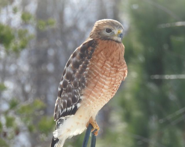 Red-shouldered Hawk