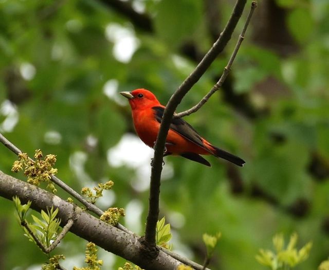Scarlet Tanager