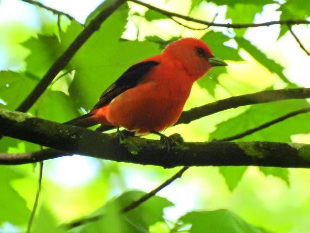 Scarlet Tanager