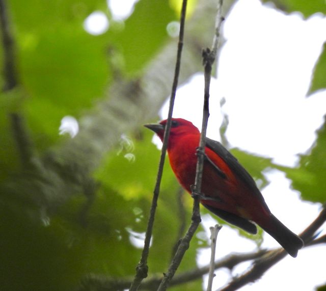 Scarlet Tanager