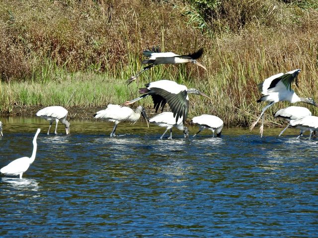 Wood Stork
