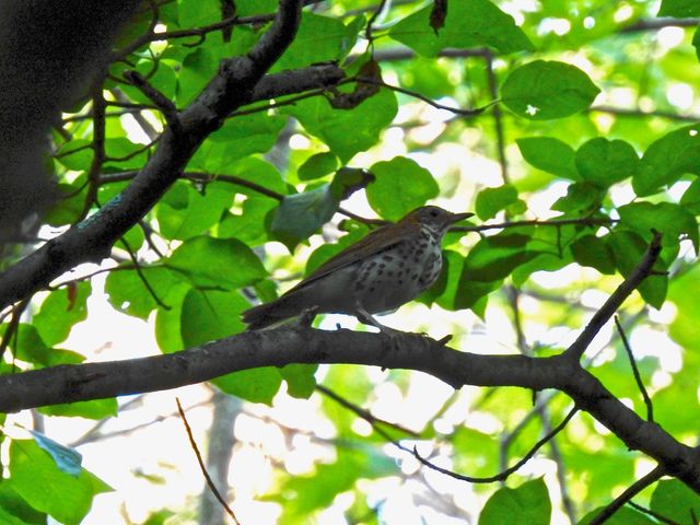 Wood Thrush