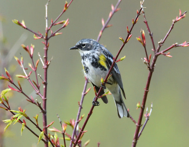 Yellow-rumped Warbler