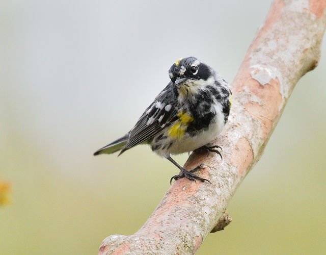 Yellow-rumped Warbler