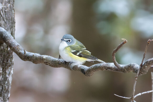 Blue-headed Vireo
