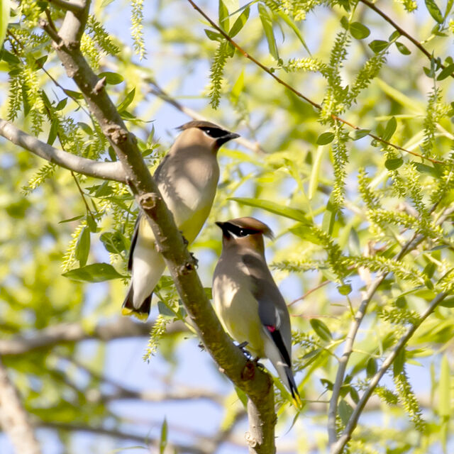 Cedar Waxwing