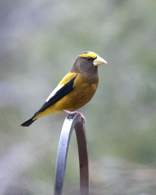 Evening Grosbeak