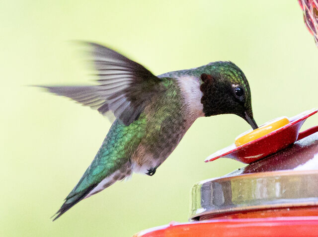 Ruby-throated Hummingbird