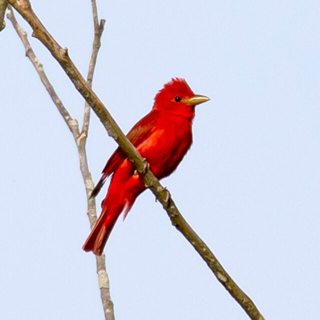 Summer Tanager
