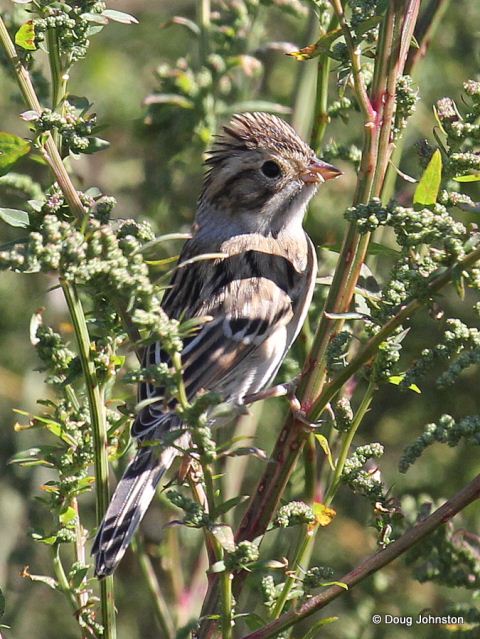 Clay-colored Sparrow