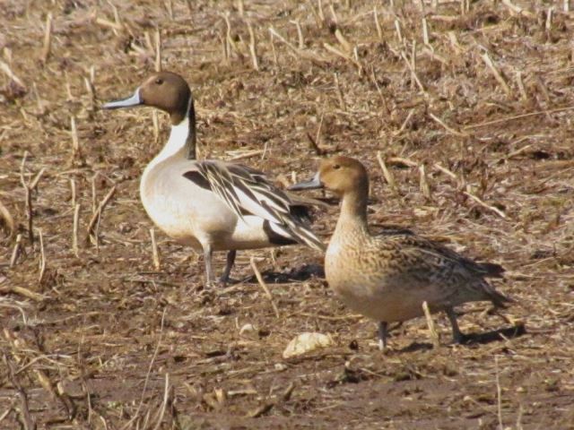 Northern Pintails