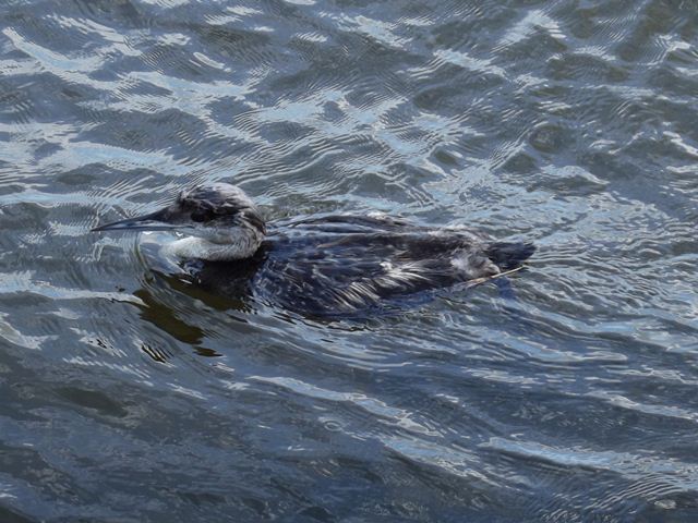 Common Loon