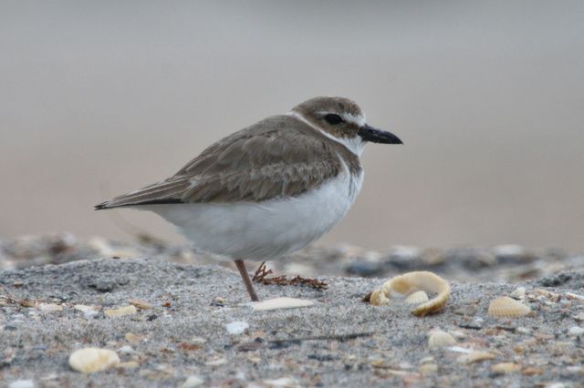Wilson's Plover