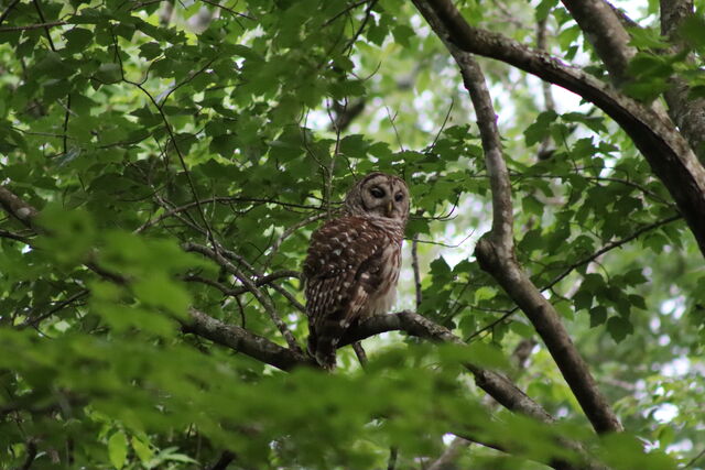 Barred Owl