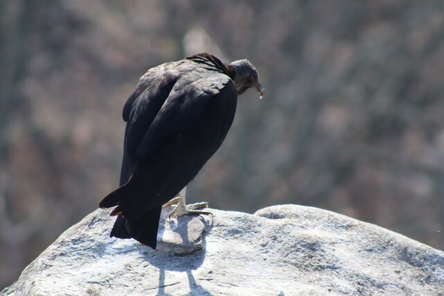 Black Vulture