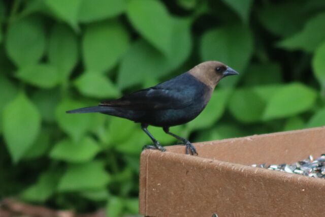 Brown-headed Cowbird
