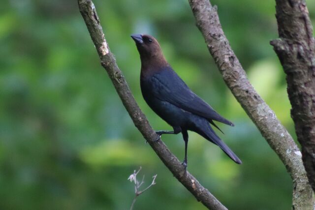 Brown-headed Cowbird